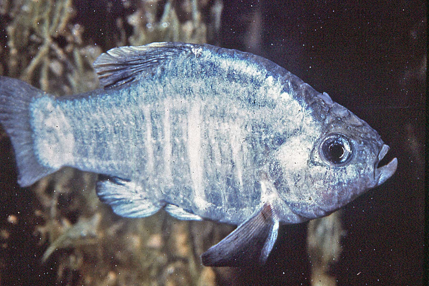 owens-pupfish-small - Sierra Wave: Eastern Sierra NewsSierra Wave ...