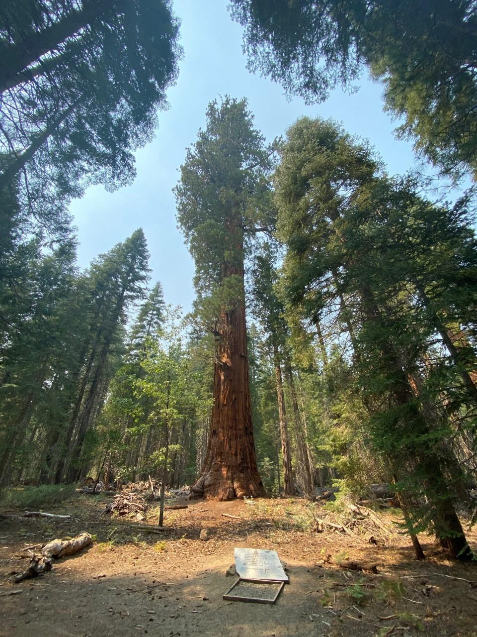 UPDATE: SQF (Sequoia) Complex Fire | Tulare County & South Inyo County ...