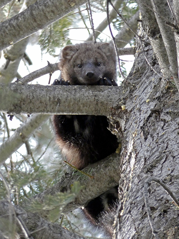 Pacific Fisher in Tree - Sierra Wave: Eastern Sierra NewsSierra Wave ...
