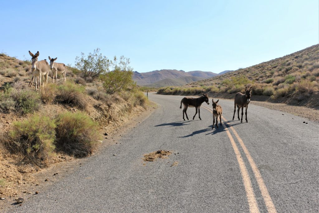 Burros on road, NPS photo by Mitch Gage - Sierra Wave: Eastern Sierra News