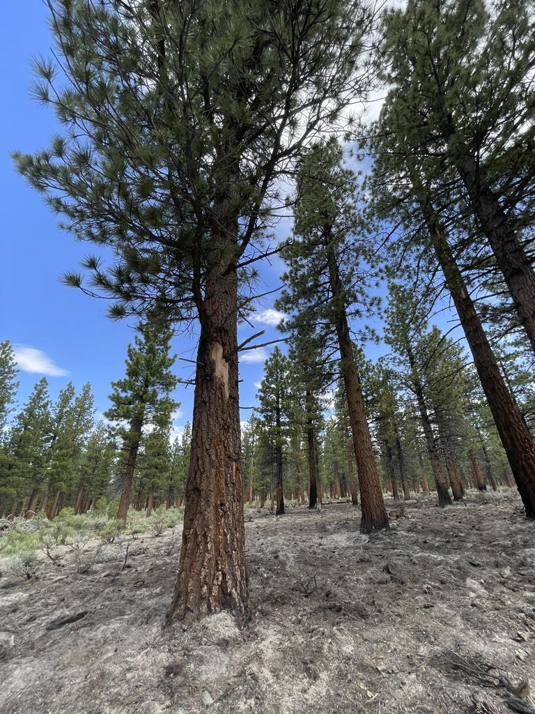 Inyo National Forest Update on Cowtract Fire - July 25, 2023 - Sierra Wave: Eastern Sierra News