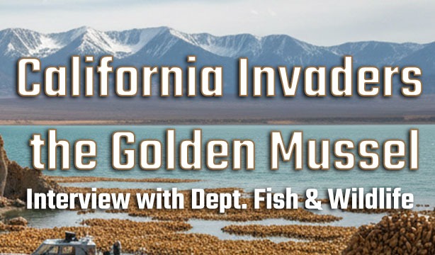 California Invaders the Golden Mussel - Sierra Wave: Eastern Sierra ...